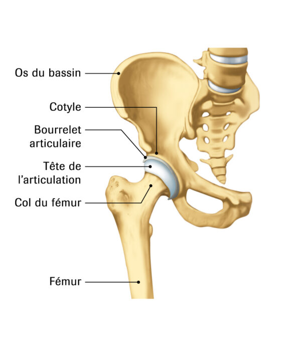 Anatomie et Pathologie de la Hanche ⋆ Mon Bloc Opératoire