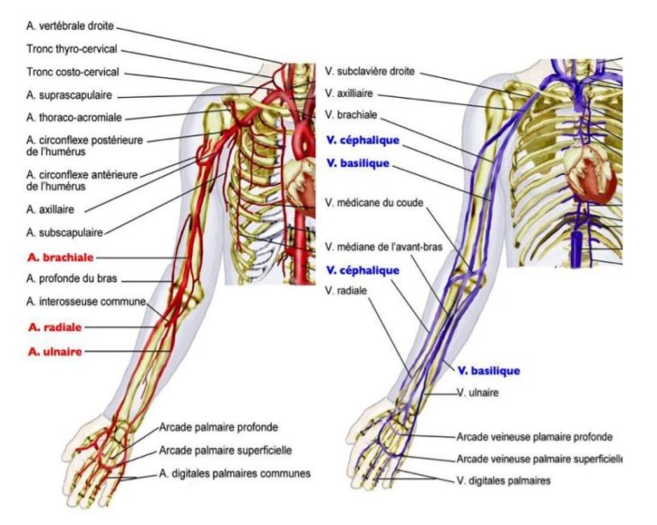 Anatomie et Pathologie du Membre Supérieur ⋆ Mon Bloc Opératoire