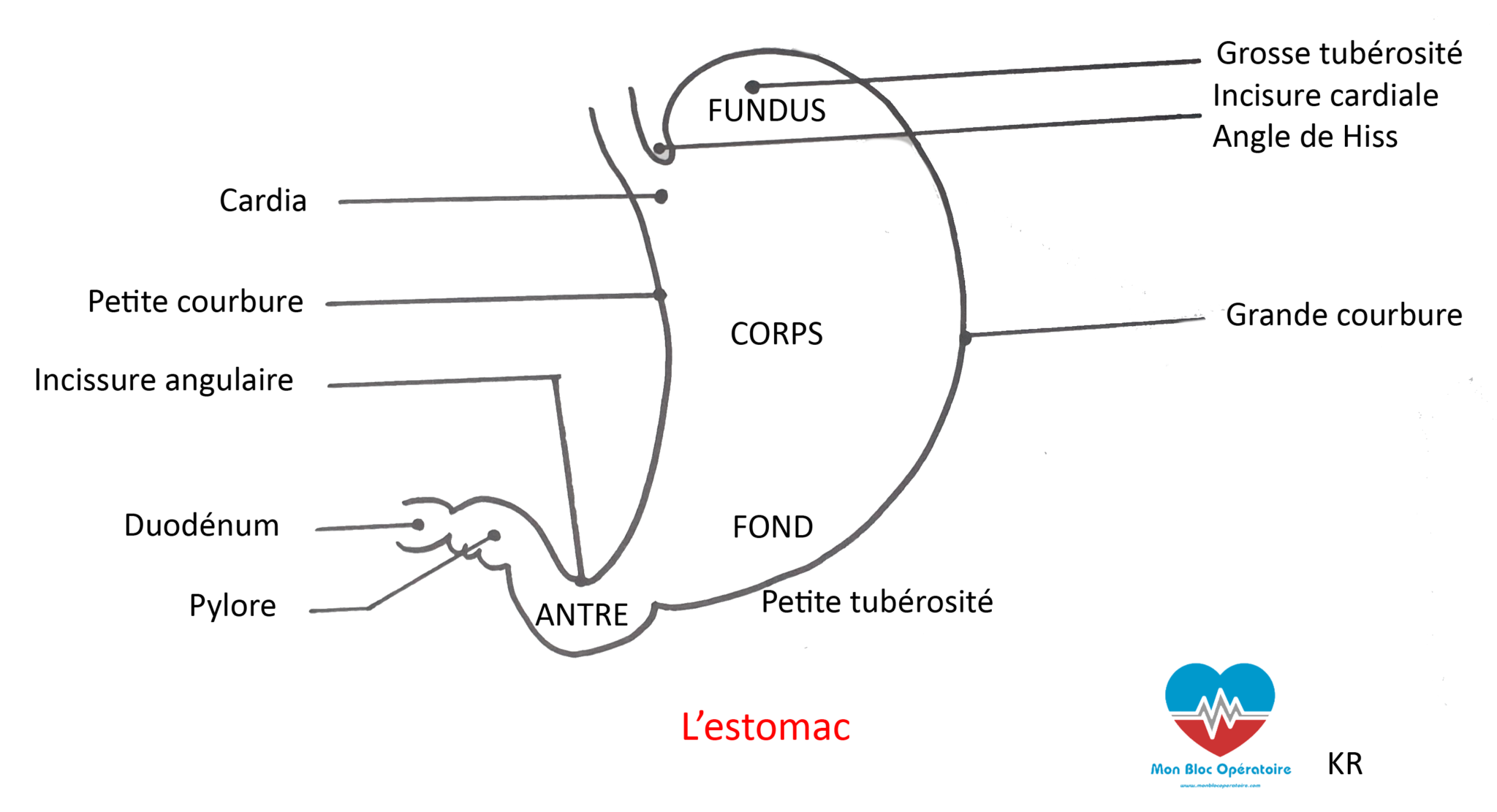 Anatomie et pathologie : Le Système Digestif ⋆ Mon Bloc Opératoire