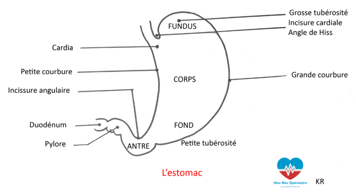 Anatomie et pathologie : Le Système Digestif ⋆ Mon Bloc Opératoire