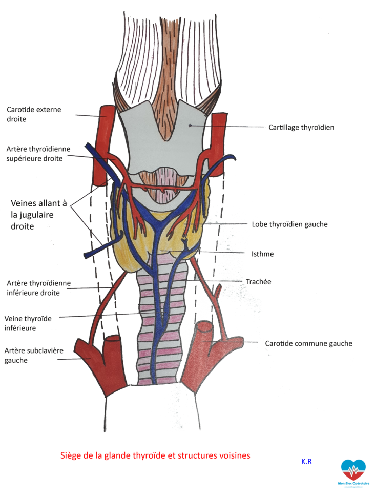 Anatomie et Pathologie : La Thyroïde ⋆ Mon Bloc Opératoire