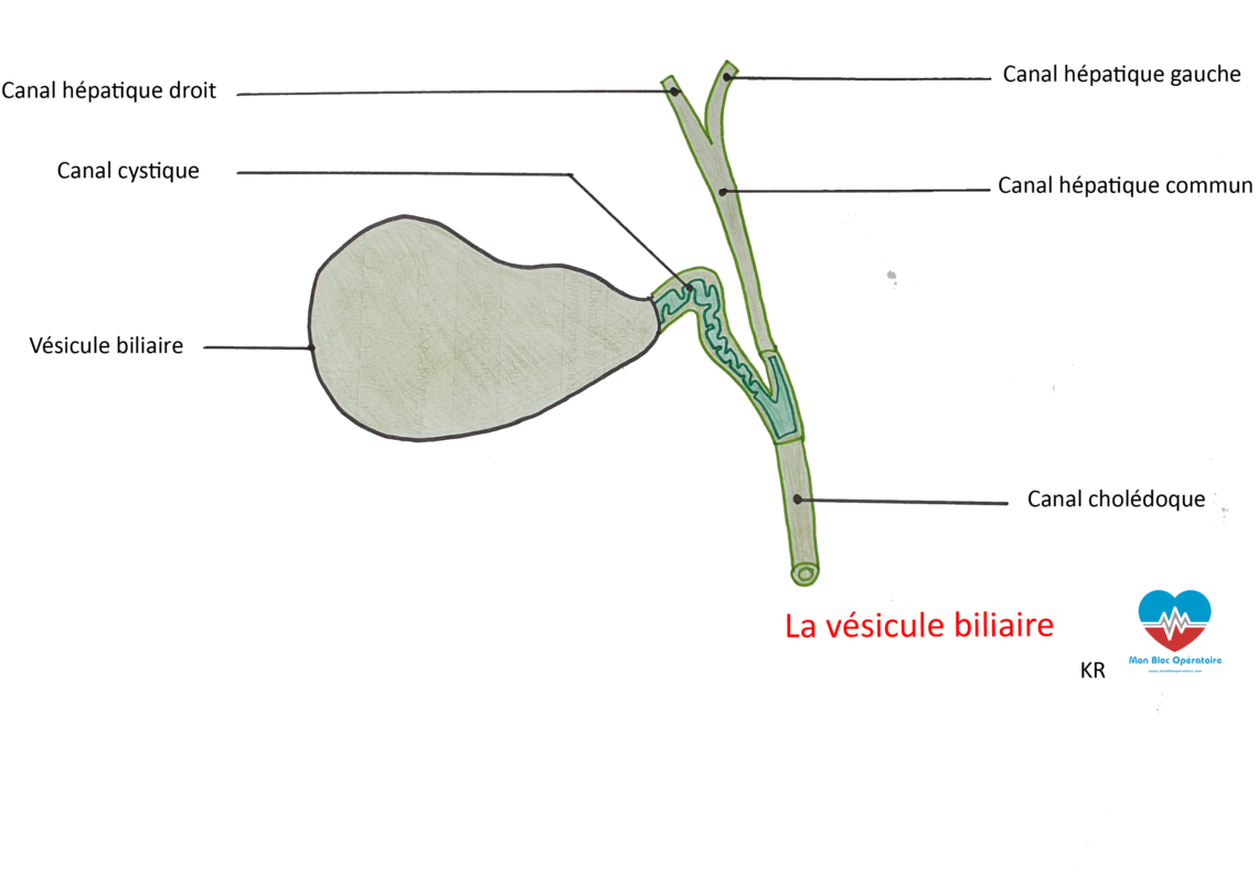 Anatomie et pathologie : Le Système Hépatique ⋆ Mon Bloc Opératoire
