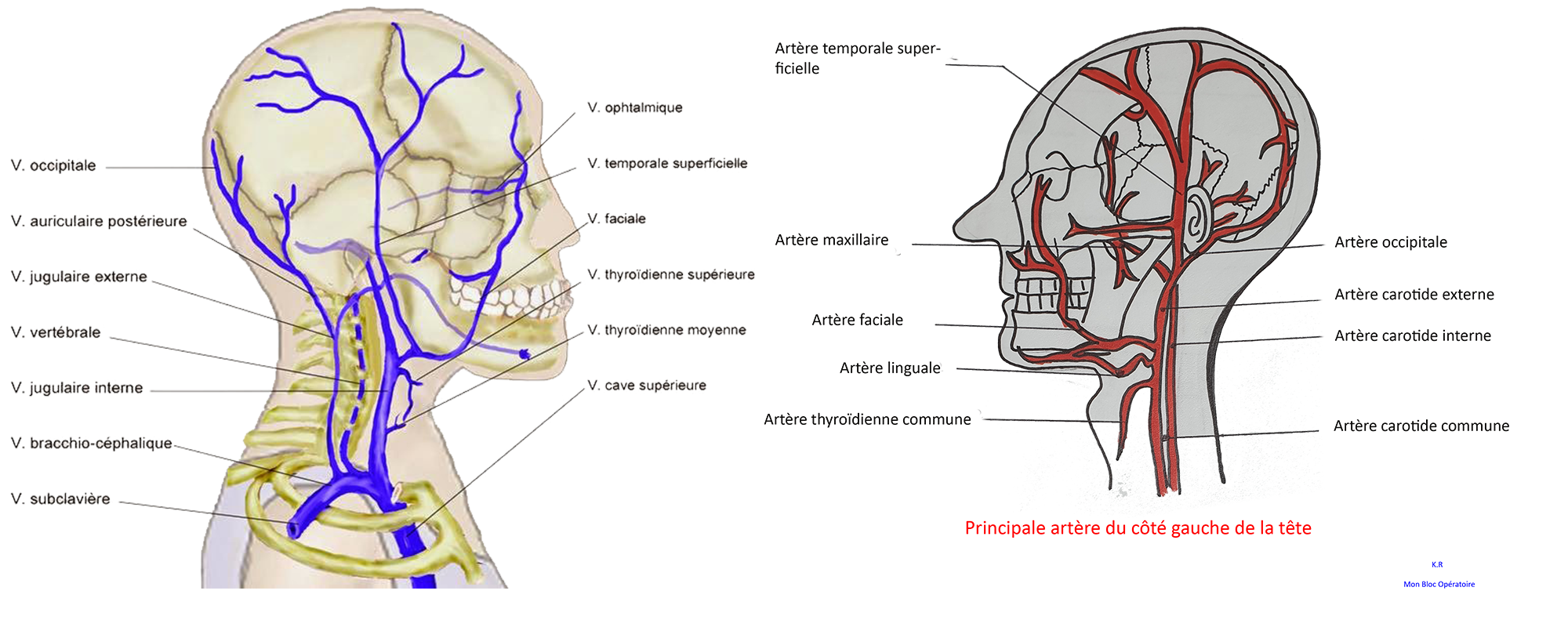 Anatomie et pathologie : la Face et la cavité buccale. ⋆ Mon Bloc Opératoire