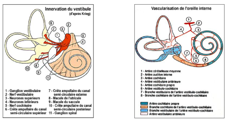 Anatomie et Pathologie de l'Oreille ⋆ Mon Bloc Opératoire