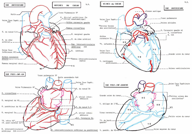 Anatomie et Pathologie en Cardiologie ⋆ Mon Bloc Opératoire
