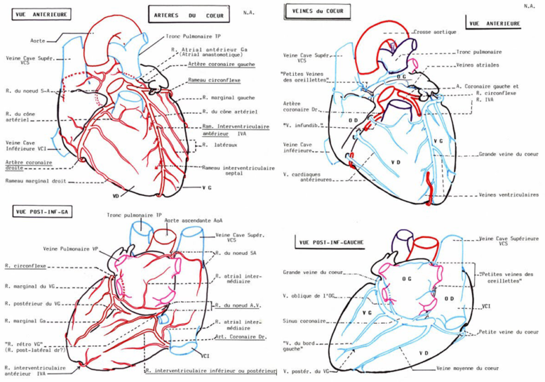 Anatomie et Pathologie en Cardiologie ⋆ Mon Bloc Opératoire