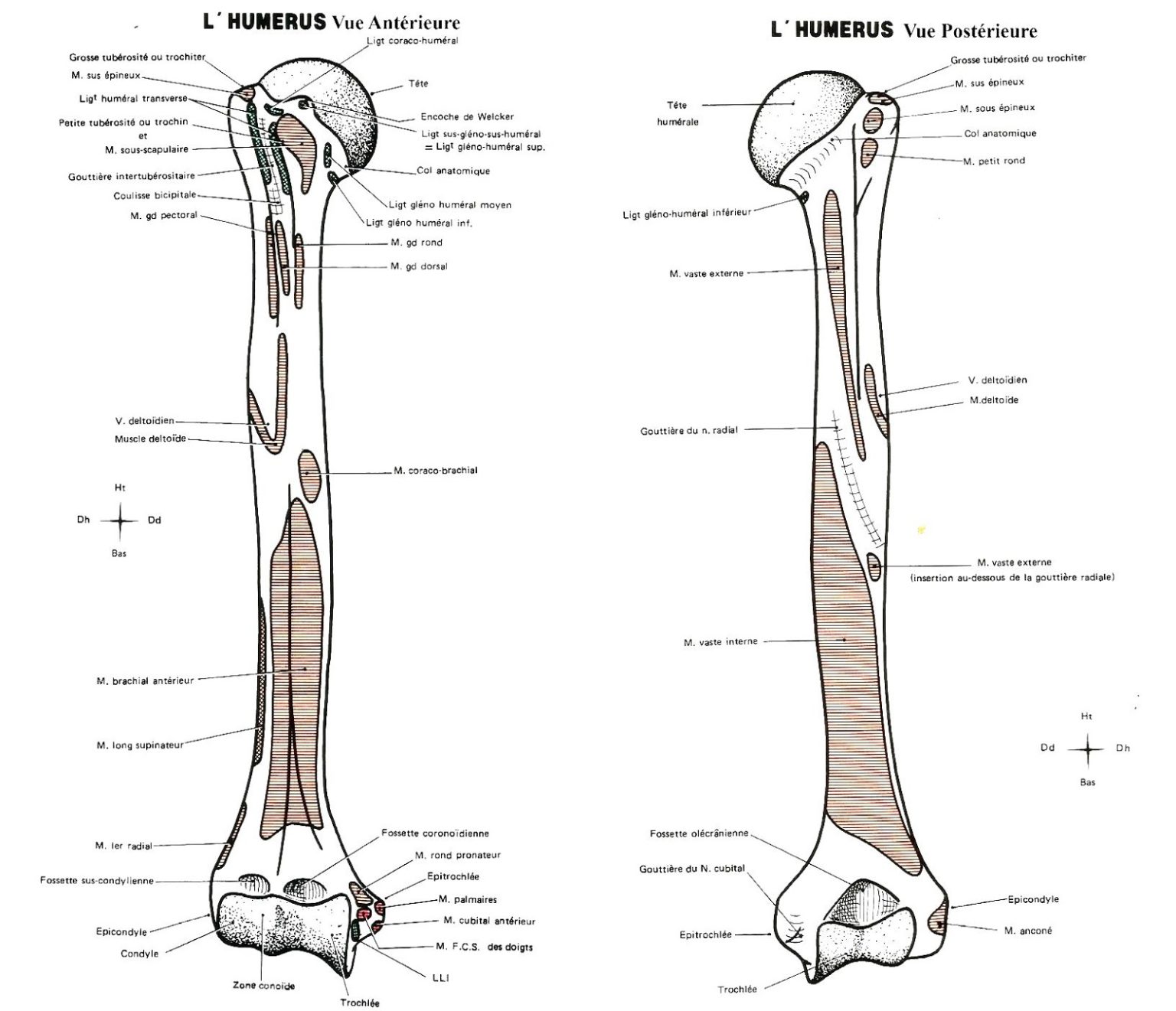 Anatomie et Pathologie du Membre Supérieur ⋆ Mon Bloc Opératoire
