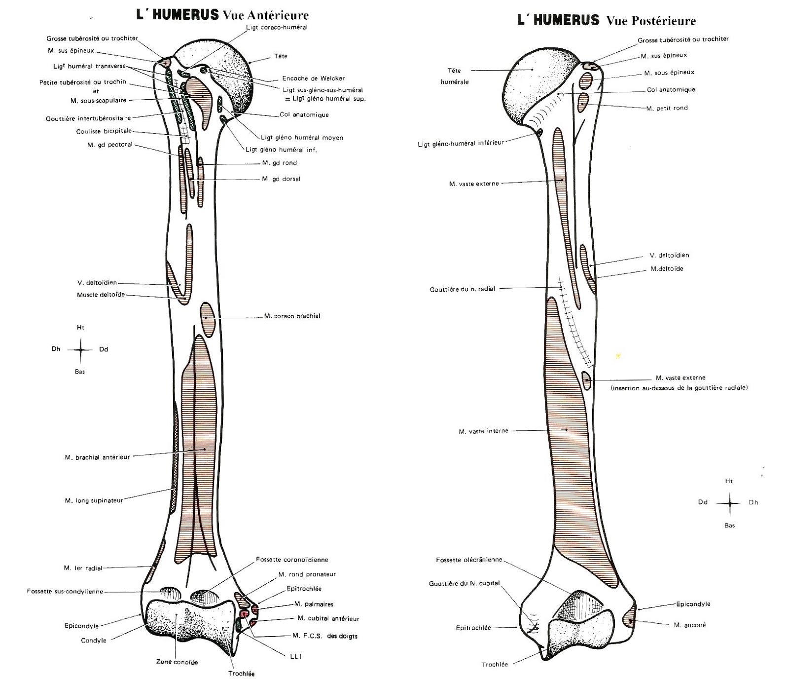Anatomie et Pathologie du Membre Supérieur ⋆ Mon Bloc Opératoire