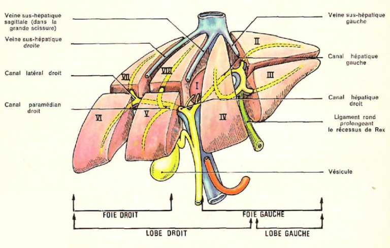 Anatomie et pathologie : Le Système Hépatique ⋆ Mon Bloc Opératoire