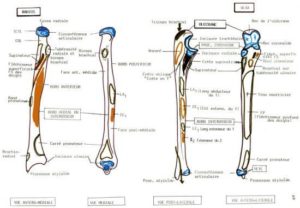 Anatomie et Pathologie du Membre Supérieur ⋆ Mon Bloc Opératoire