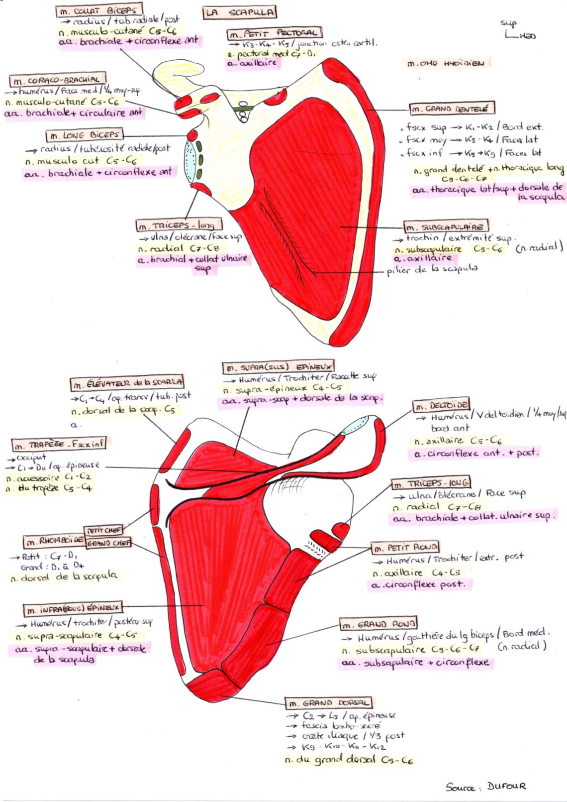Anatomie et Pathologie du Membre Supérieur ⋆ Mon Bloc Opératoire