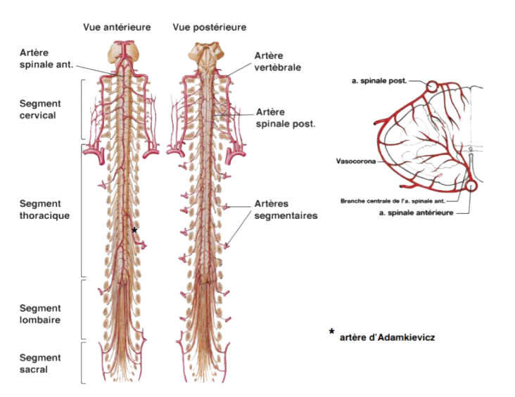Anatomie et Pathologie du Rachis ⋆ Mon Bloc Opératoire