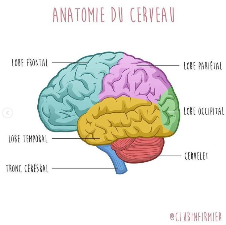 Anatomie et Pathologie en Neurochirurgie ⋆ Mon Bloc Opératoire