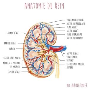 Anatomie et pathologie : Les Reins ⋆ Mon Bloc Opératoire