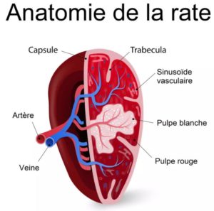 Anatomie et pathologie : Le Pancréas et La Rate ⋆ Mon Bloc Opératoire