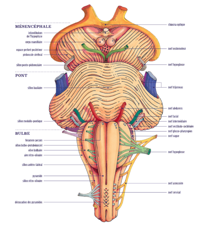 Anatomie et Pathologie en Neurochirurgie ⋆ Mon Bloc Opératoire