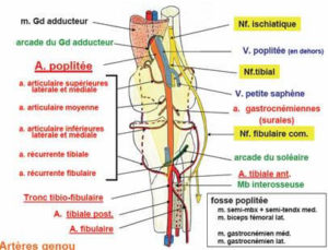 Anatomie et Pathologie du Genou ⋆ Mon Bloc Opératoire