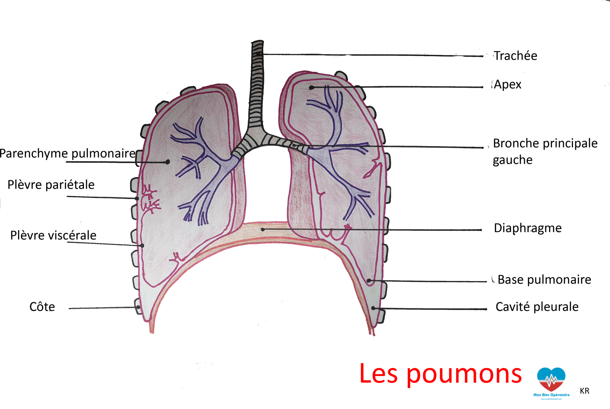 Anatomie et pathologie en chirurgie thoracique ⋆ Mon Bloc Opératoire