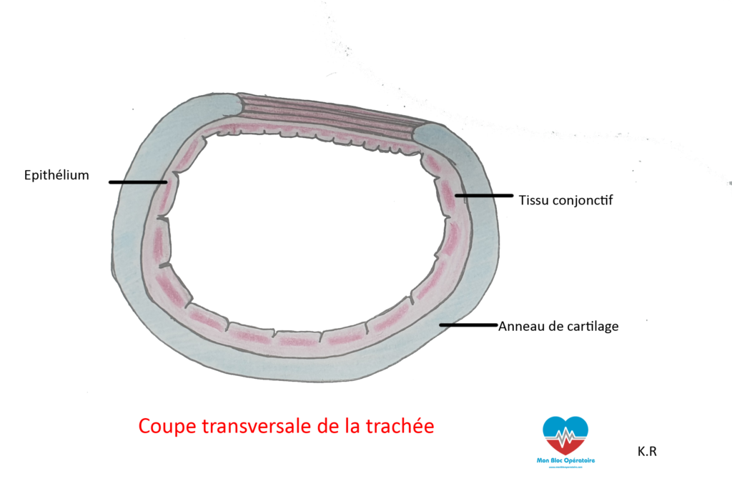 Anatomie et pathologie en chirurgie thoracique ⋆ Mon Bloc Opératoire
