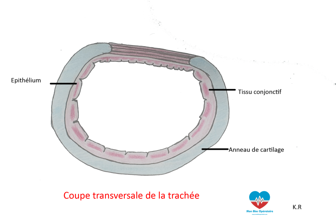 Anatomie et pathologie en chirurgie thoracique ⋆ Mon Bloc Opératoire